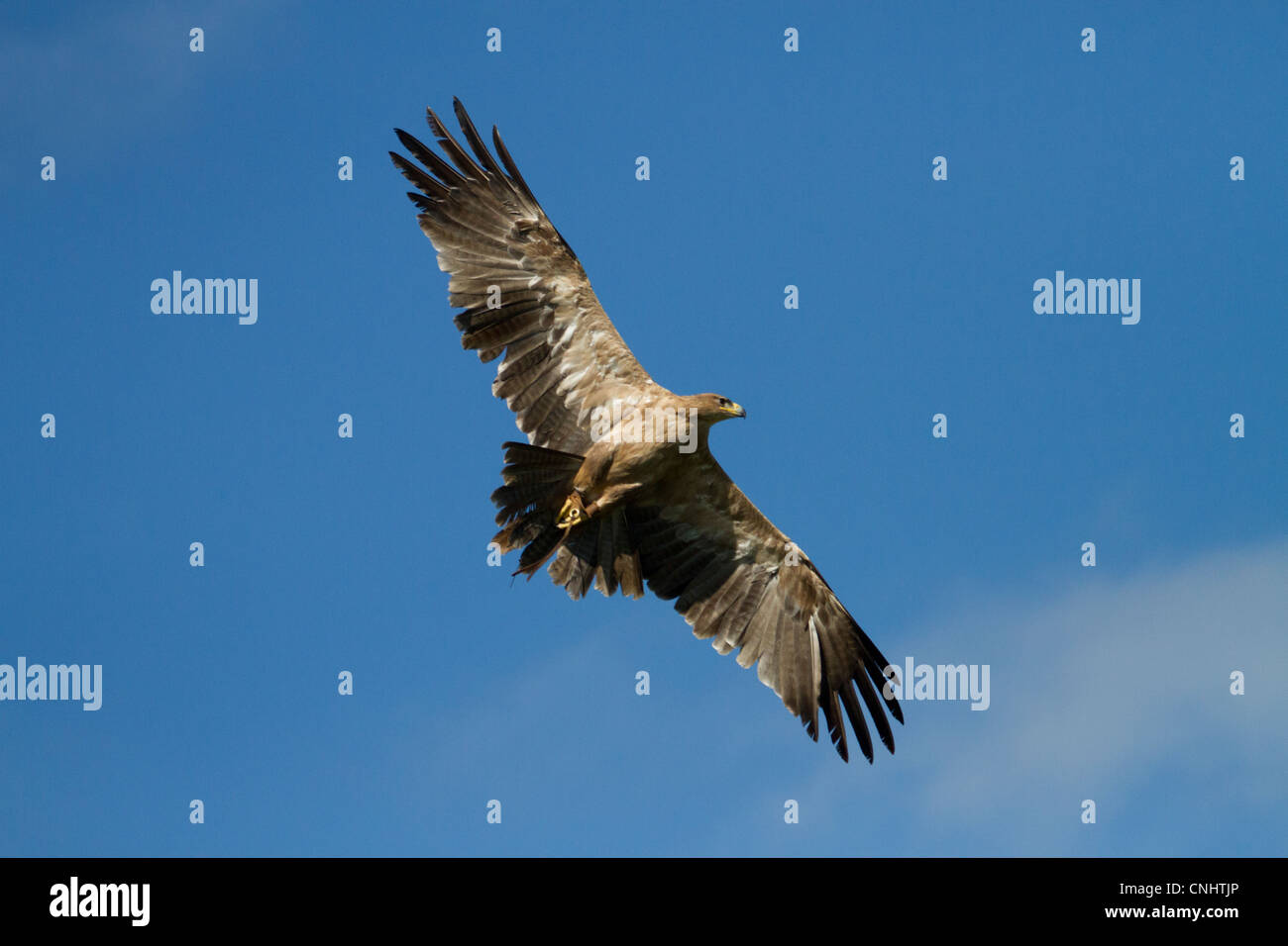 Indian eagle flying hi-res stock photography and images - Alamy
