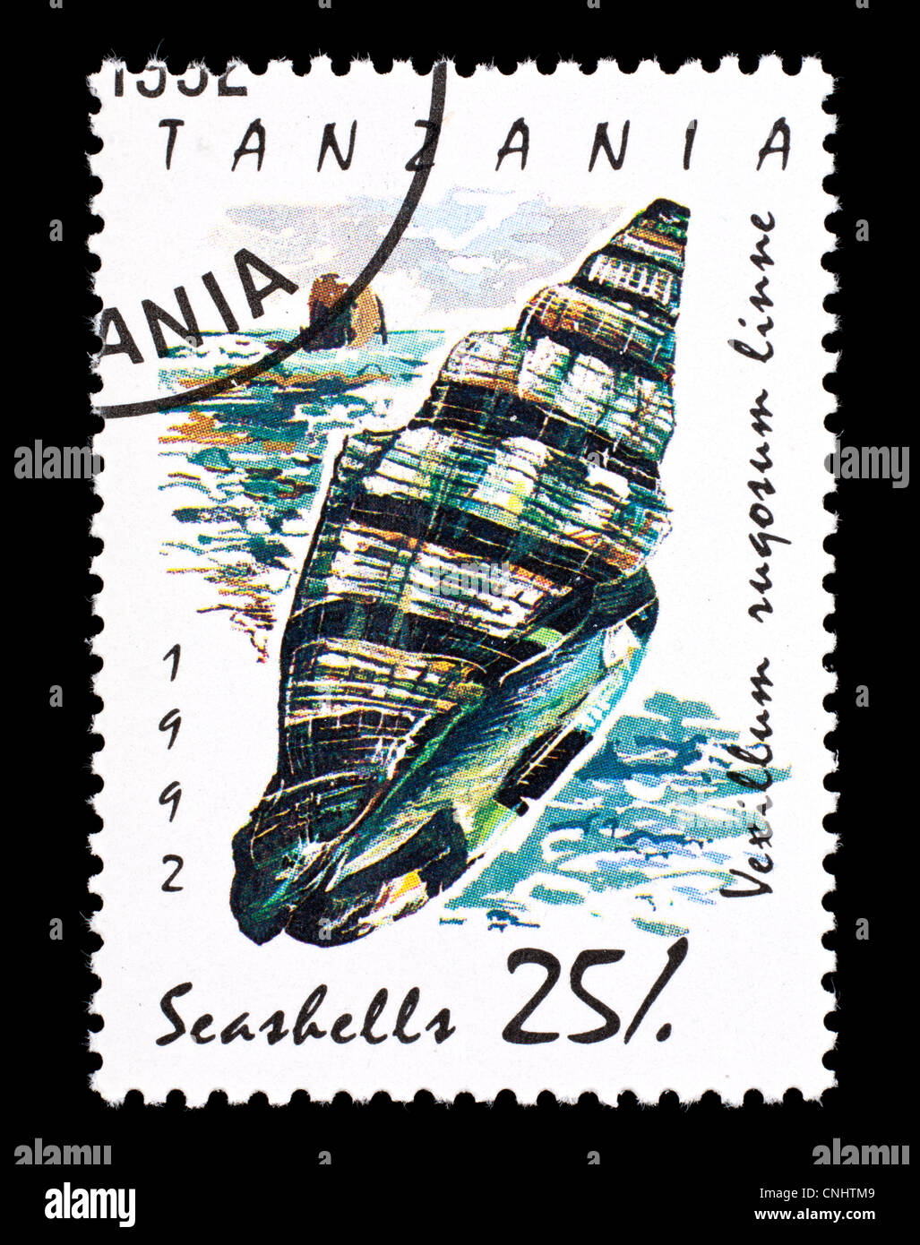 Vexillum rugosum shell hi-res stock photography and images - Alamy