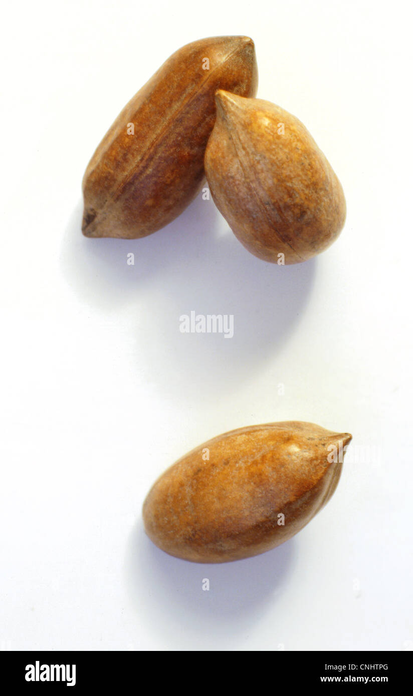Cut out: Pecan nuts Stock Photo - Alamy
