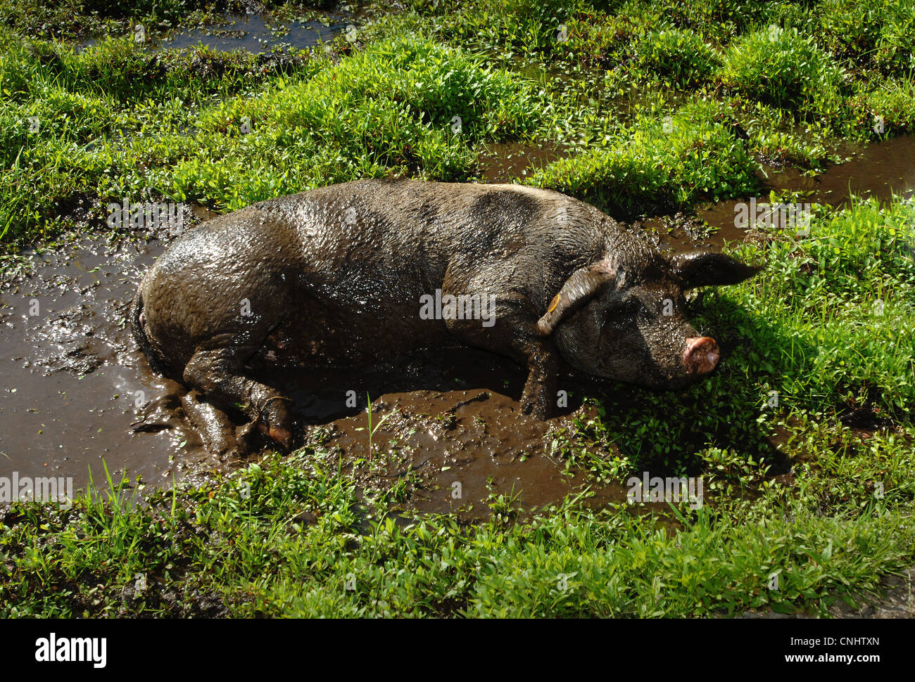 Young pig getting muddy Stock Photo - Alamy