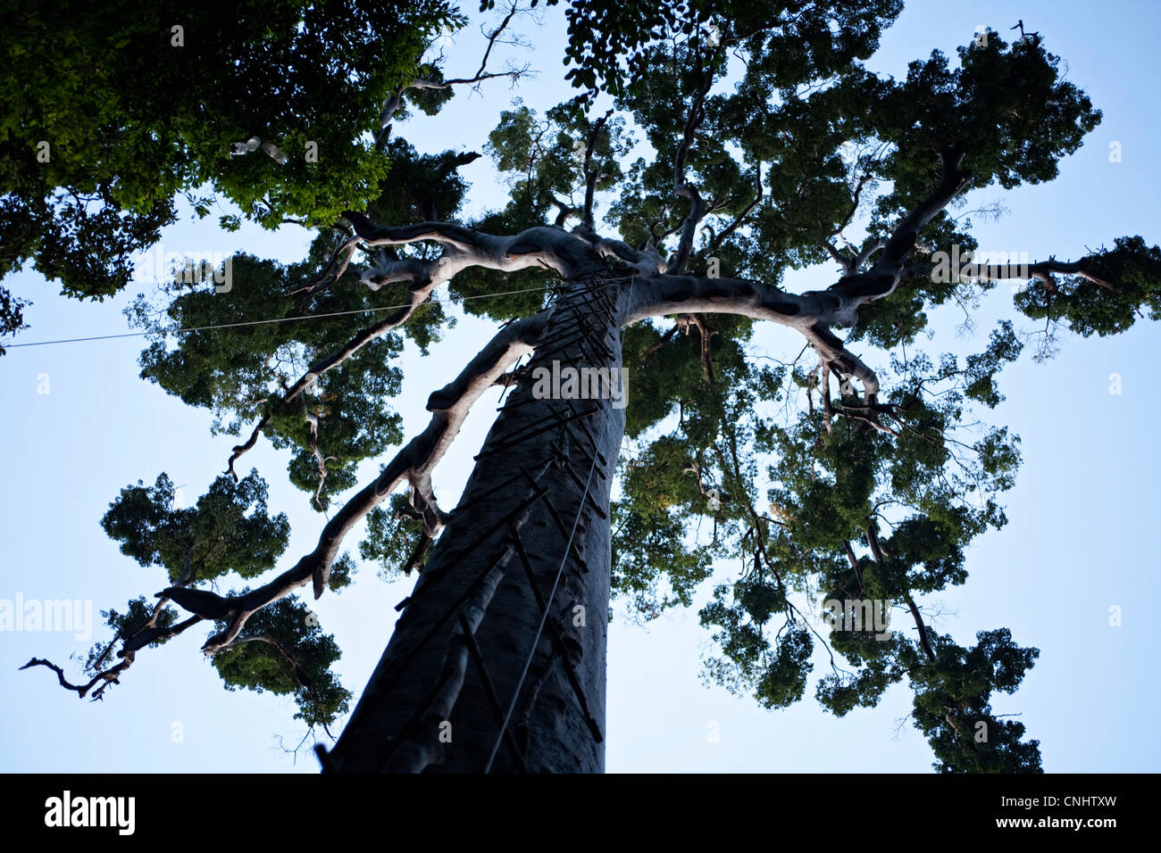 A view up the ladder and the Tualang tree, in the jungle near Gubir in ...