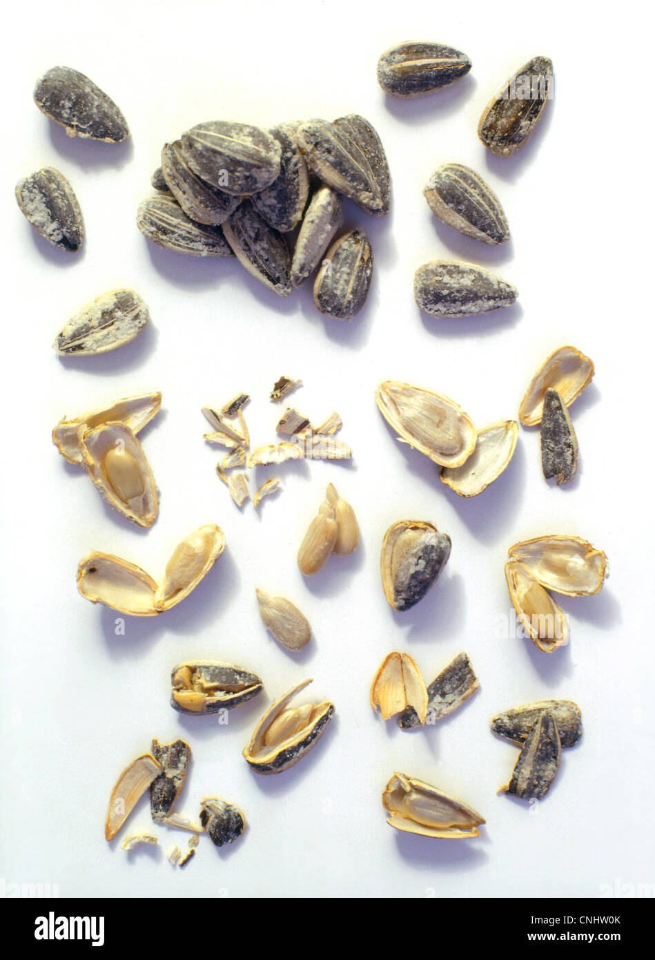 Cut out: Sunflower seeds Stock Photo - Alamy