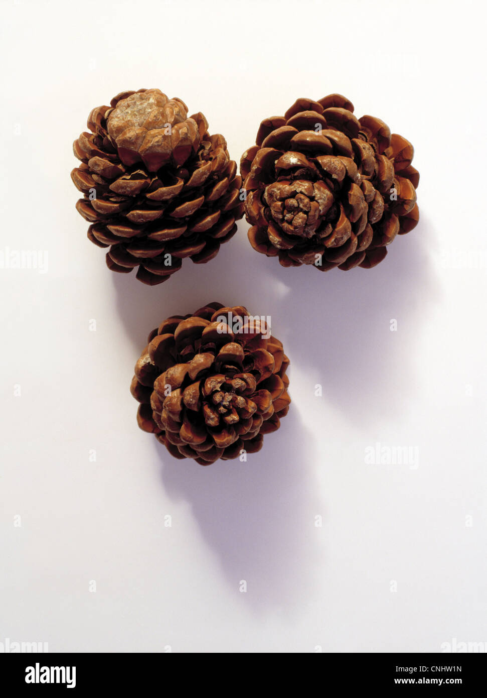 Cut out: Pine cork Stock Photo - Alamy