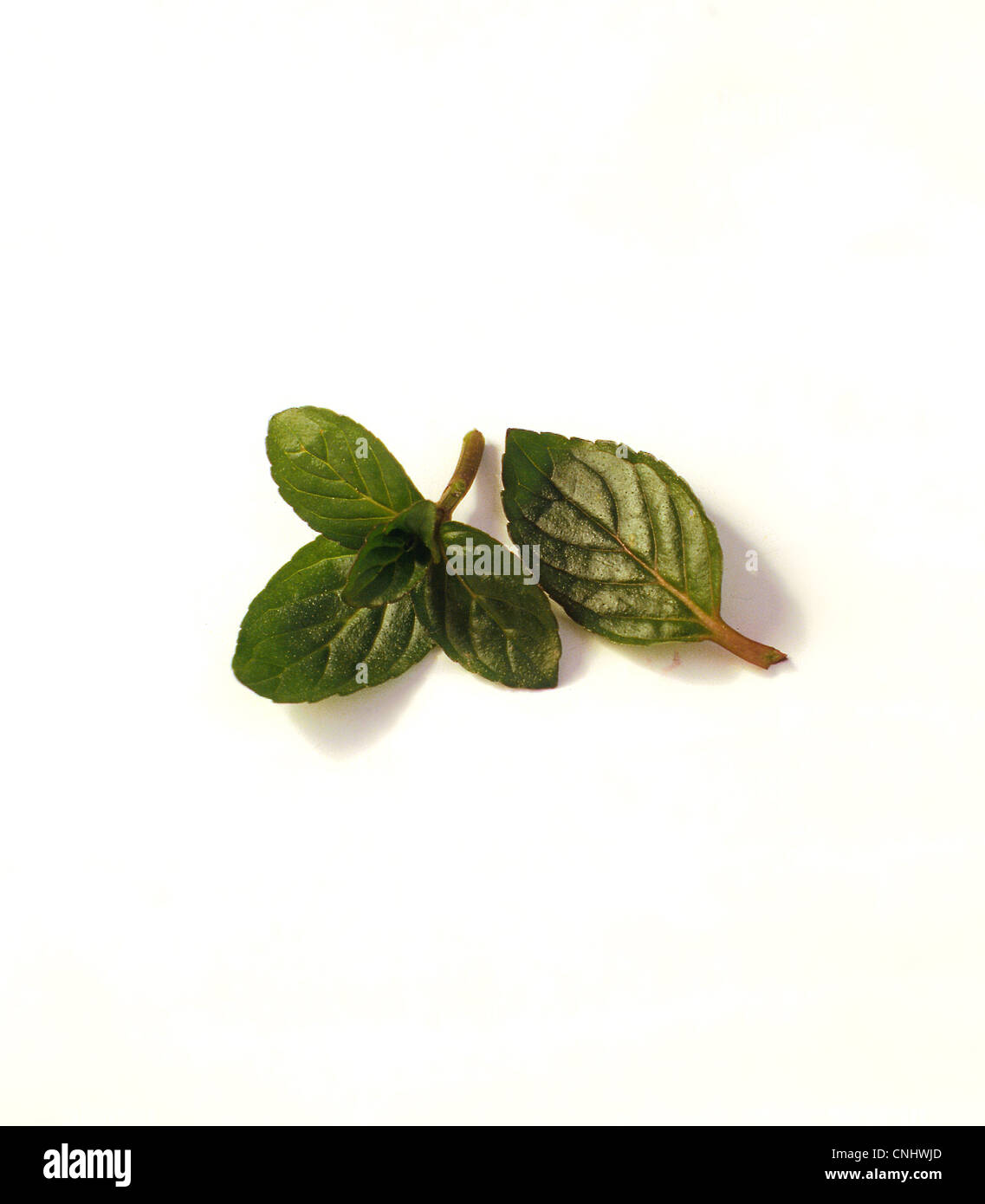 Cut out: Mint leaves Stock Photo - Alamy