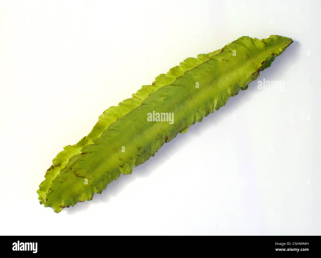 Goa beans hi-res stock photography and images - Alamy