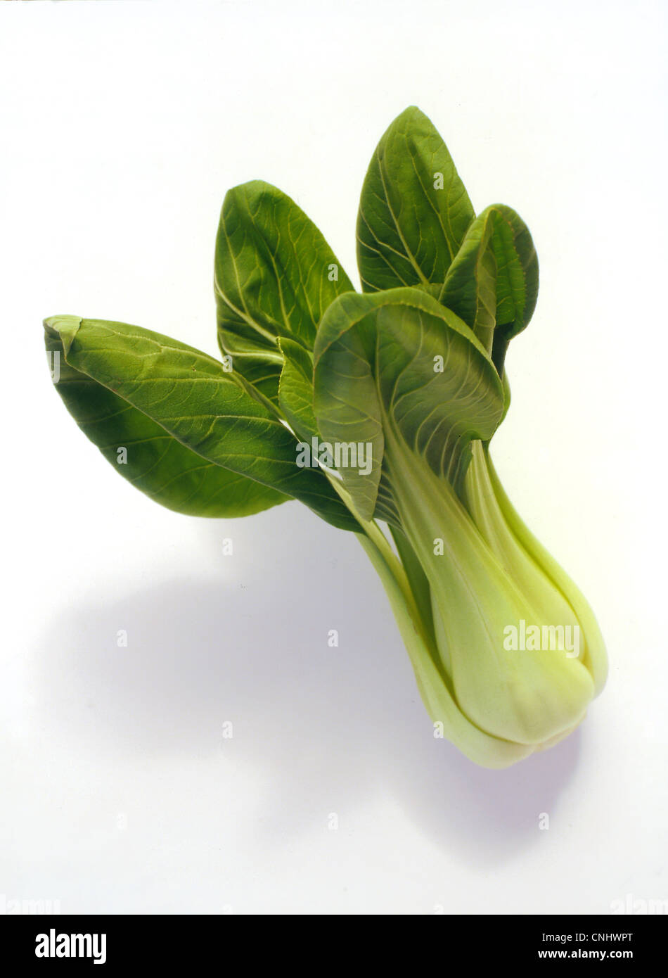 Paksoi hi-res stock photography and images - Alamy