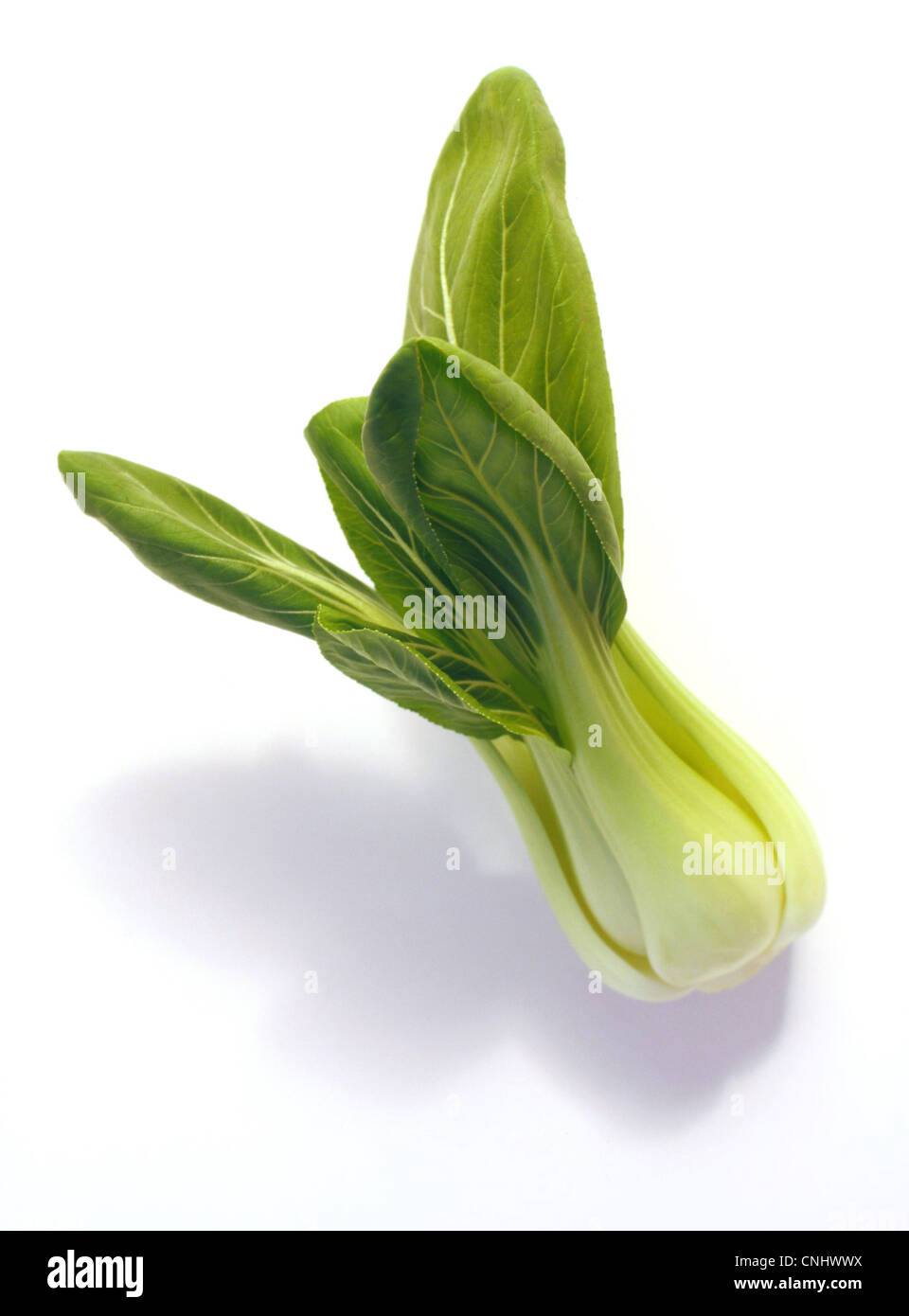 Paksoi High Resolution Stock Photography and Images - Alamy