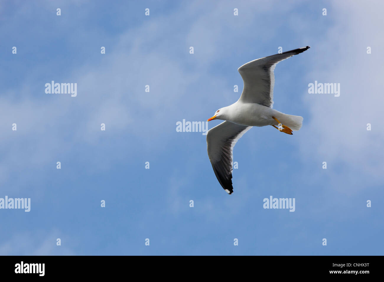 A seagull flying over the ferry boat near Oban, Scotland Stock Photo ...