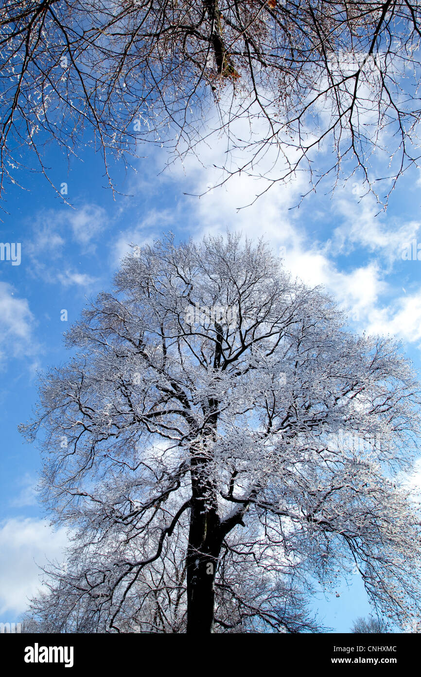 Portrait colour image of a large Oak tree in Winter, covered in snow ...