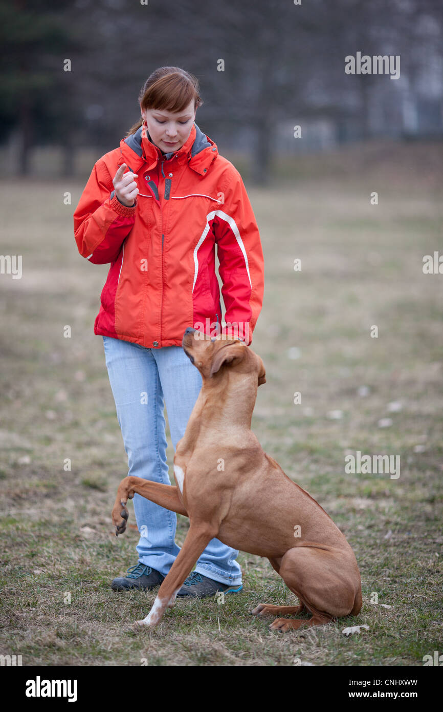 Master and her obedient (rhodesian ridgeback) dog Stock Photo - Alamy