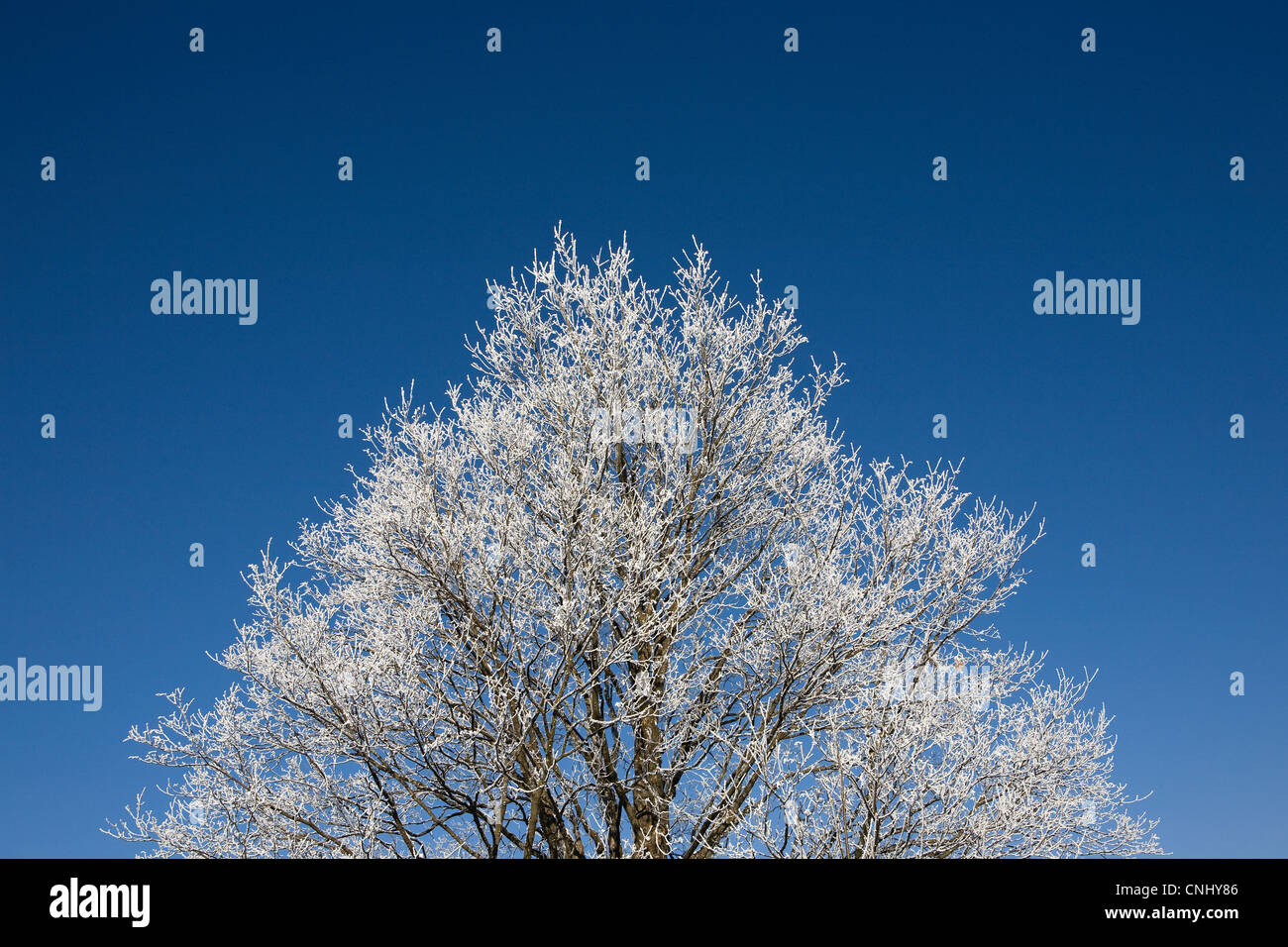Tree covered in hoar frost Stock Photo - Alamy