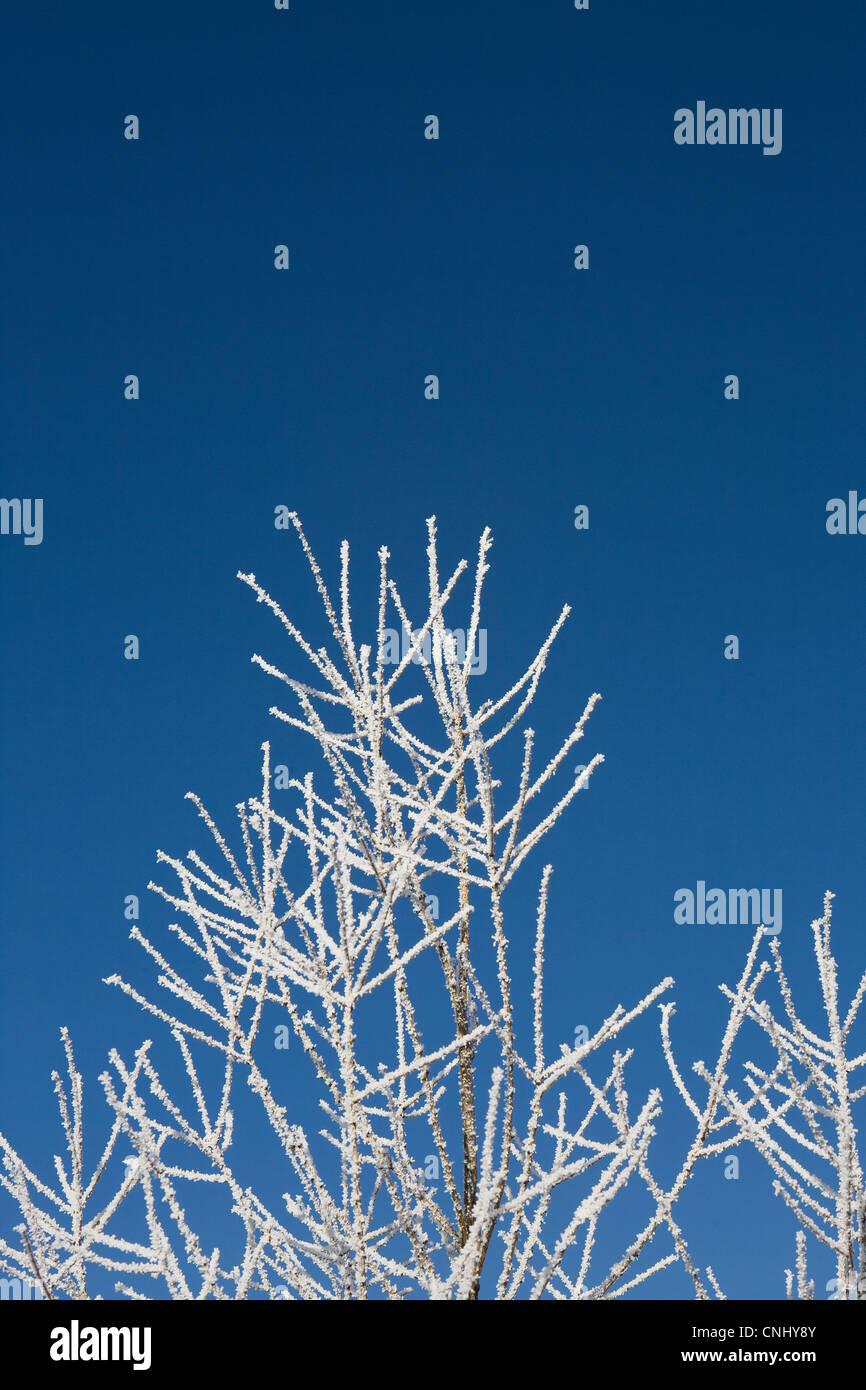 Hoar frost on branches Stock Photo - Alamy