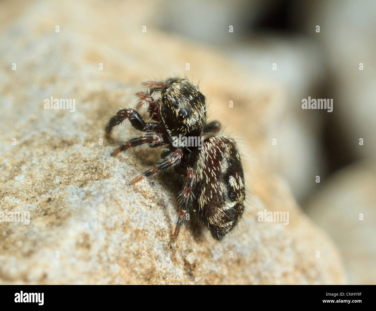 Jumping spider on rock Stock Photo - Alamy