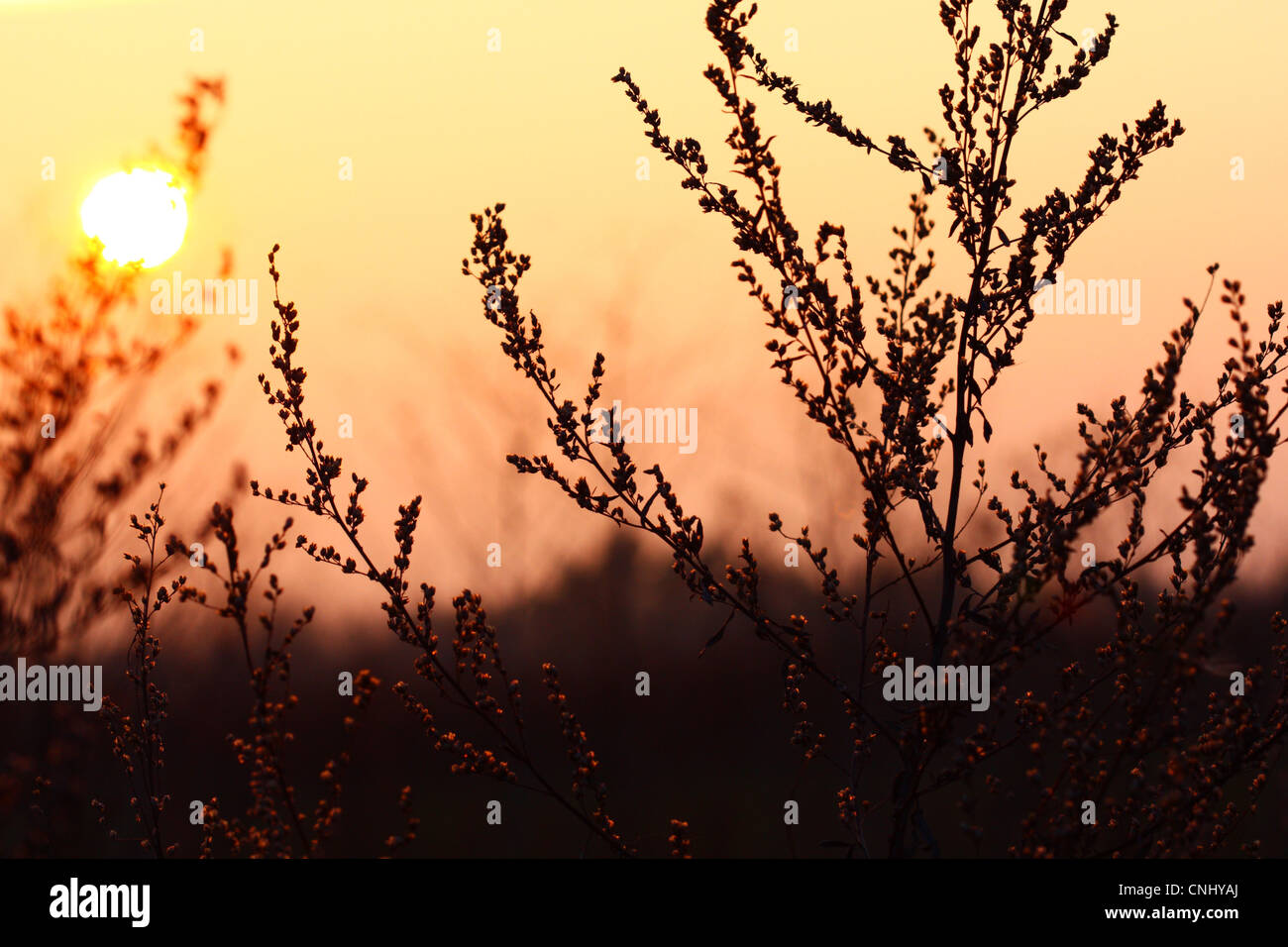 Weed in sunset in winter Stock Photo - Alamy