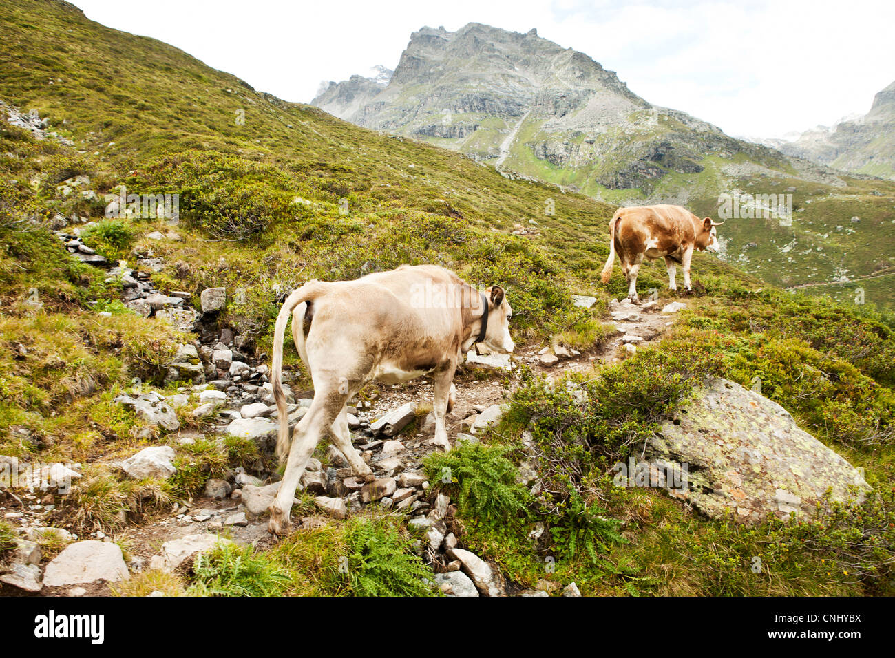 Cows walking in the Alps, Tirol, Austria Stock Photo - Alamy