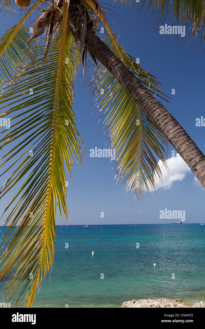 Palm trees and Caribbean Sea, Grand Cayman, Cayman Islands Stock Photo ...