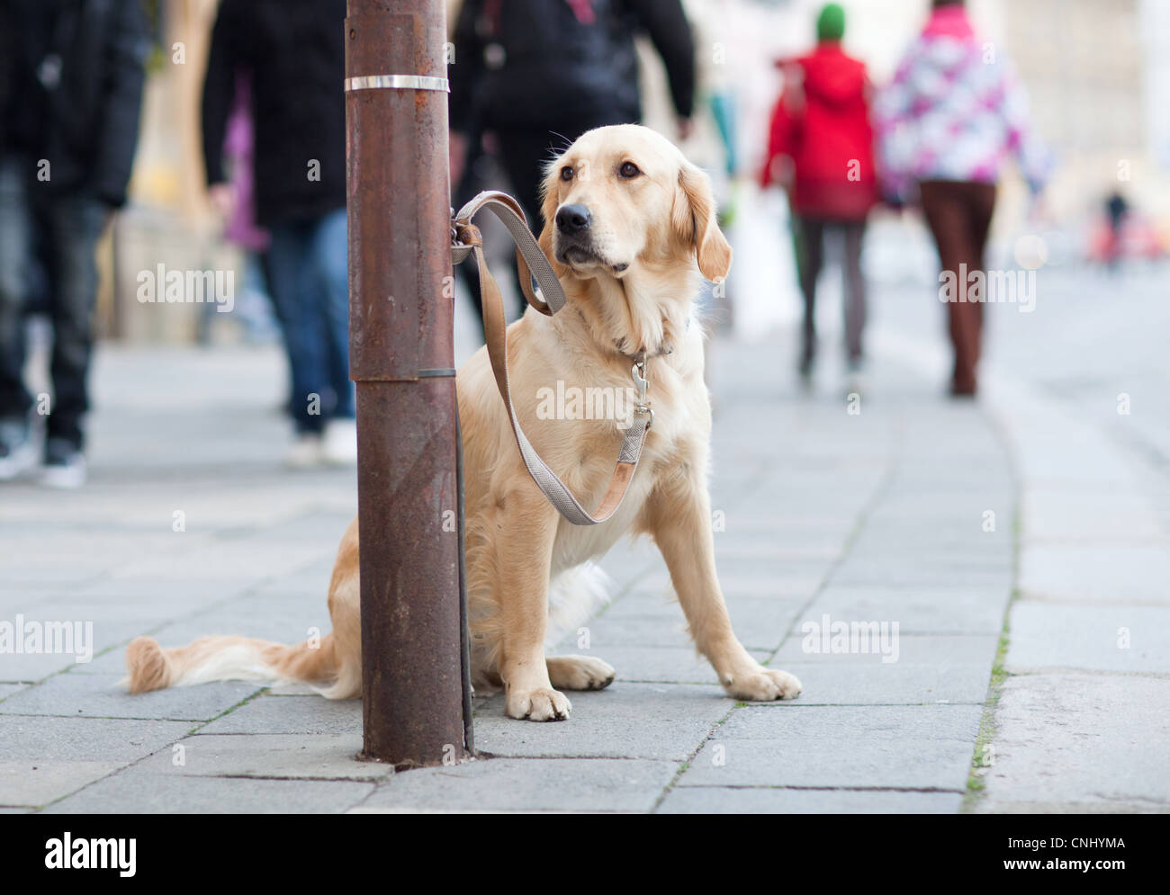 cute dog waiting patiently for his master on a city street Stock Photo ...