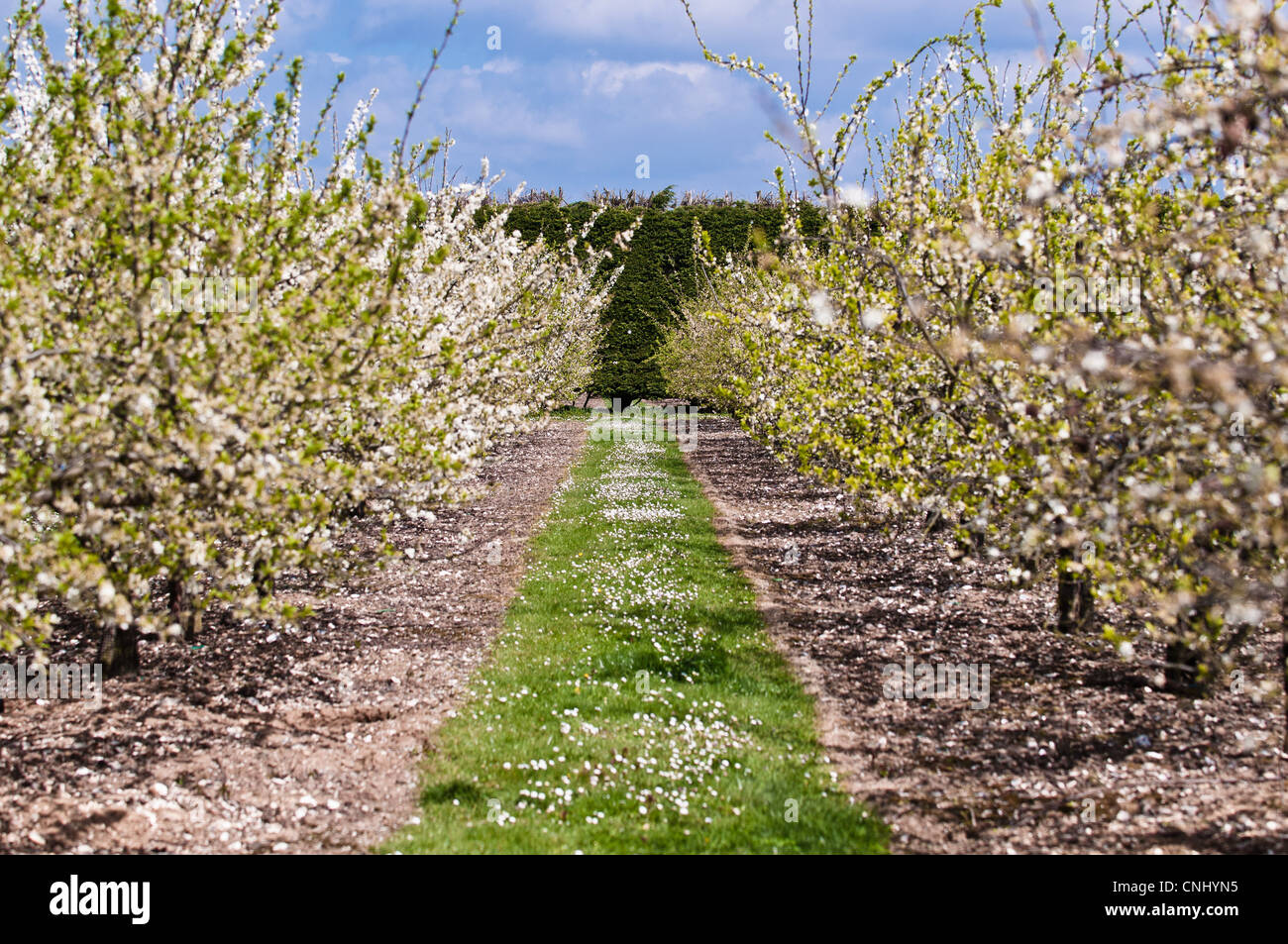 Beauty in the orchard hi-res stock photography and images - Alamy