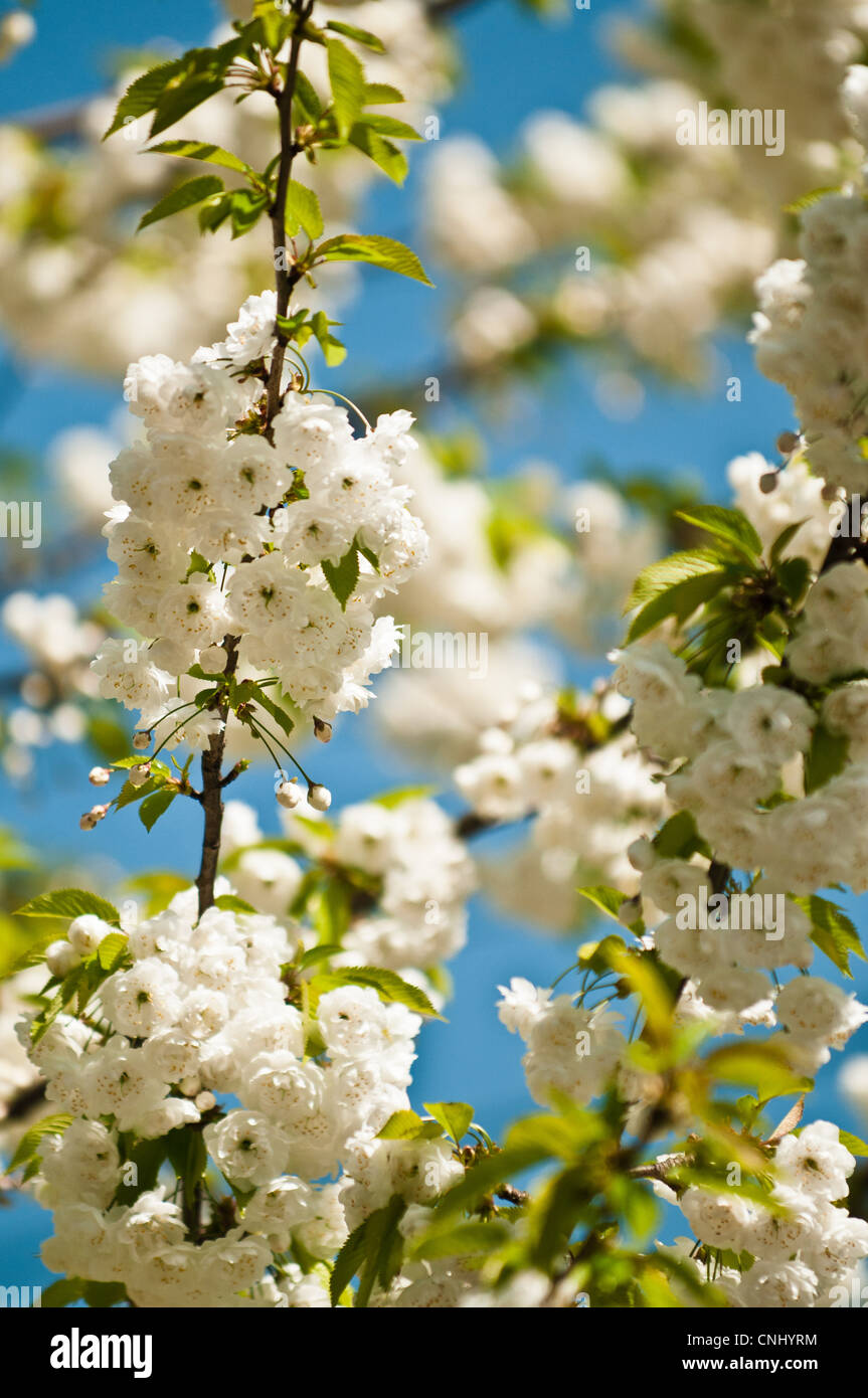 White cherry blossom Stock Photo - Alamy