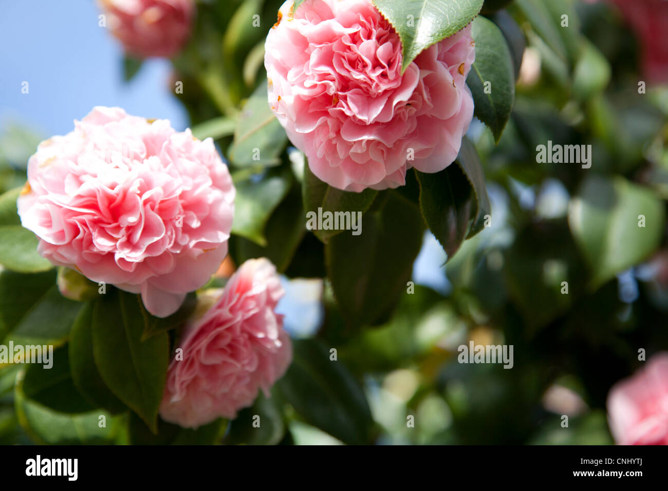 Camellia debbie flowers hi-res stock photography and images - Alamy
