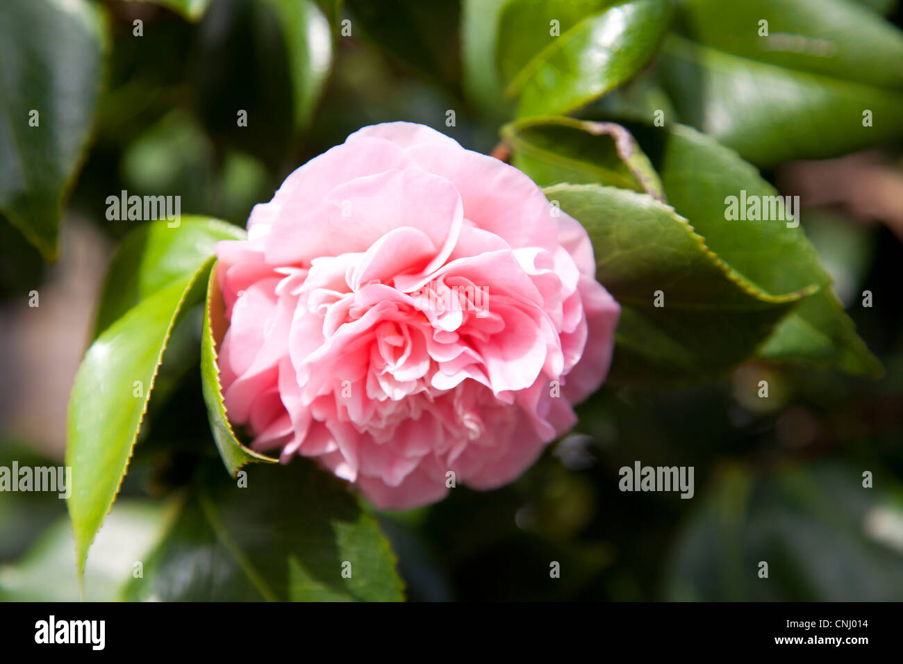 Camellia williamsii debbie hi-res stock photography and images - Alamy