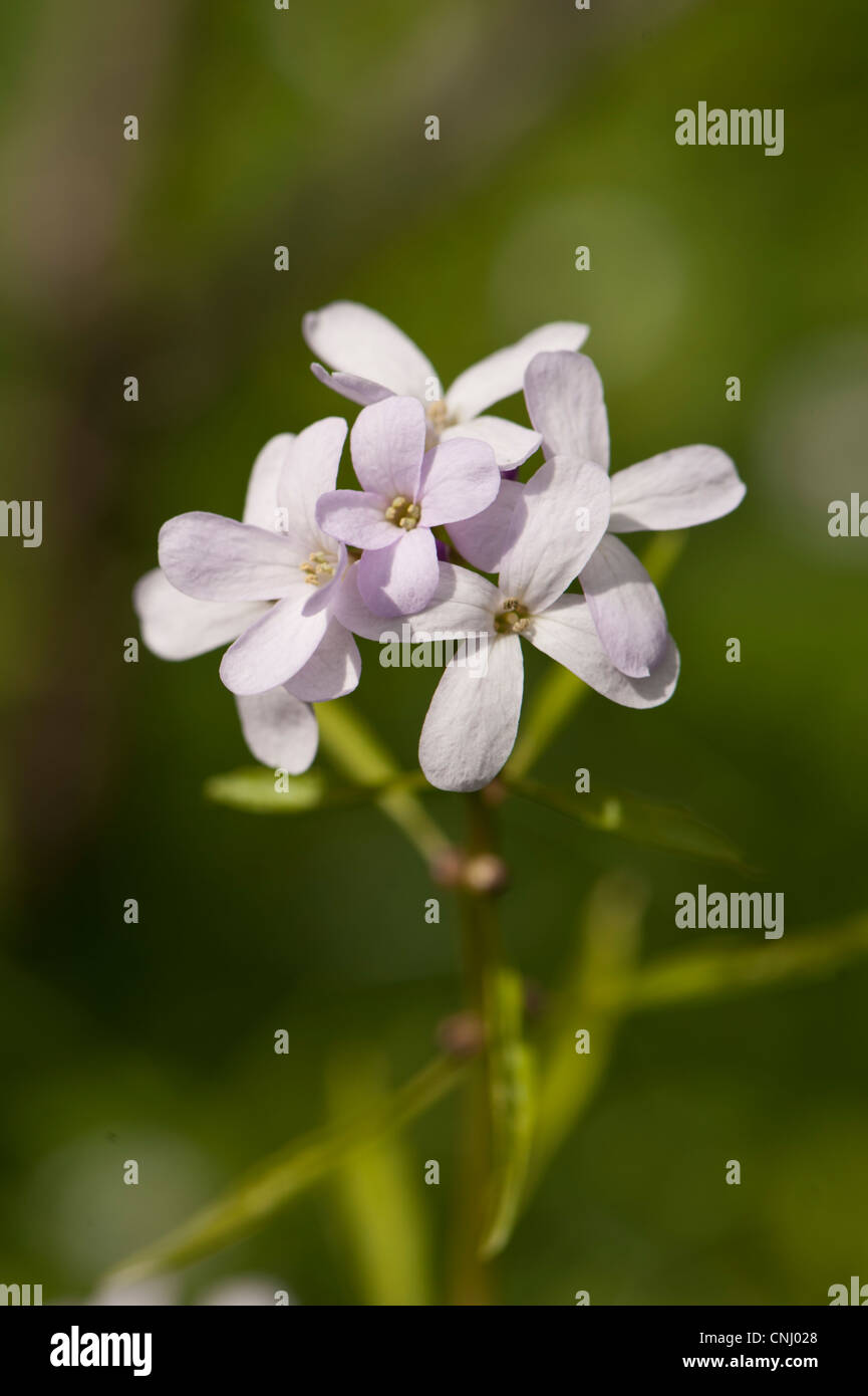 Coralroot cardamine bulbifera hi-res stock photography and images - Alamy