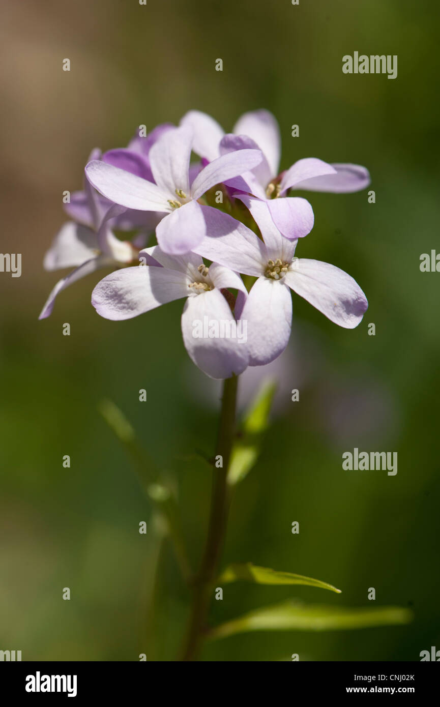 Coralroot, Cardamine bulbifera, growing in mixed woodland ...