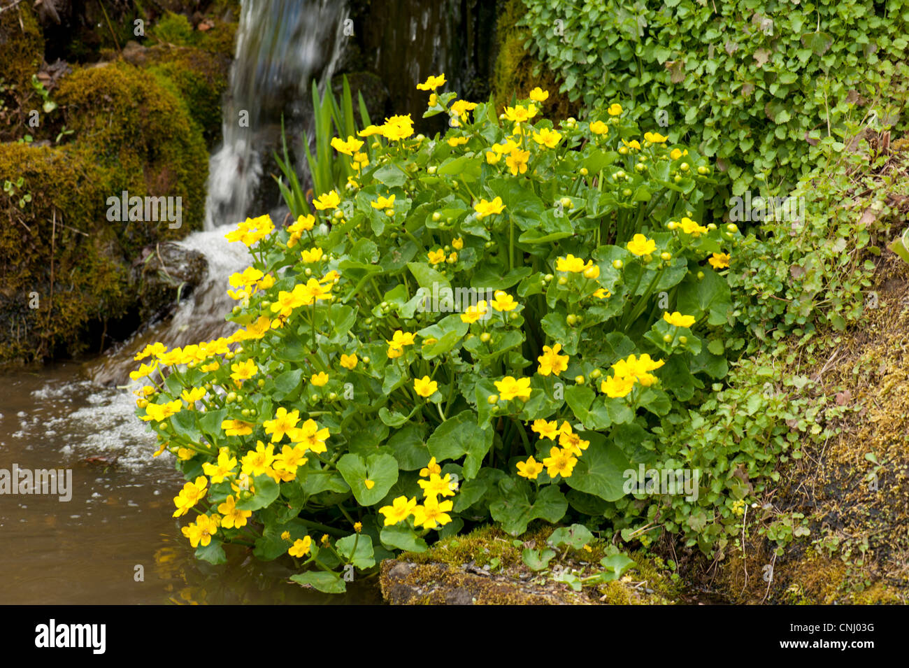 Stream bank marsh marigold hi-res stock photography and images - Alamy