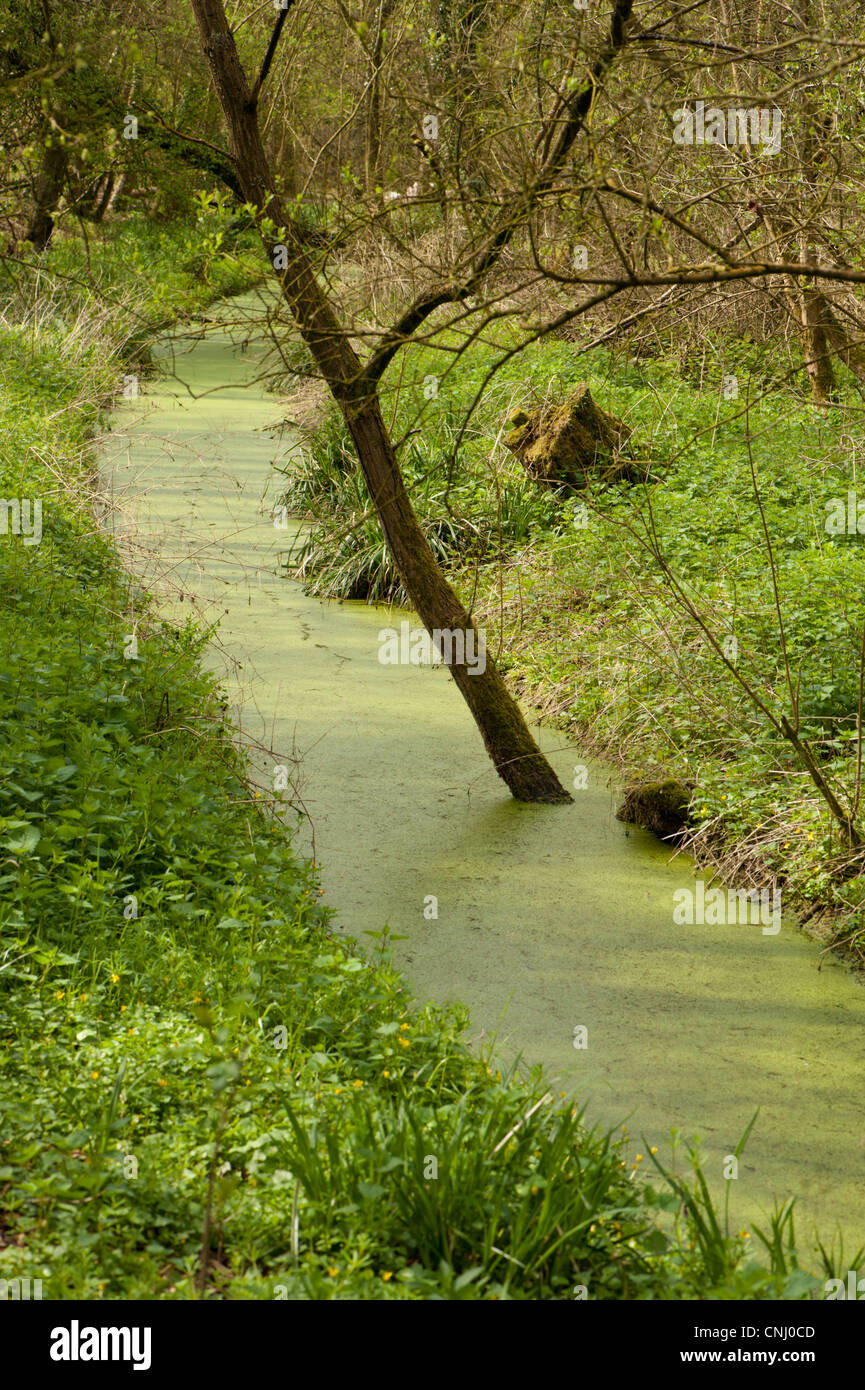 Algal bloom in a stream in deciduous woodland, Chilworth, Surrey Stock ...