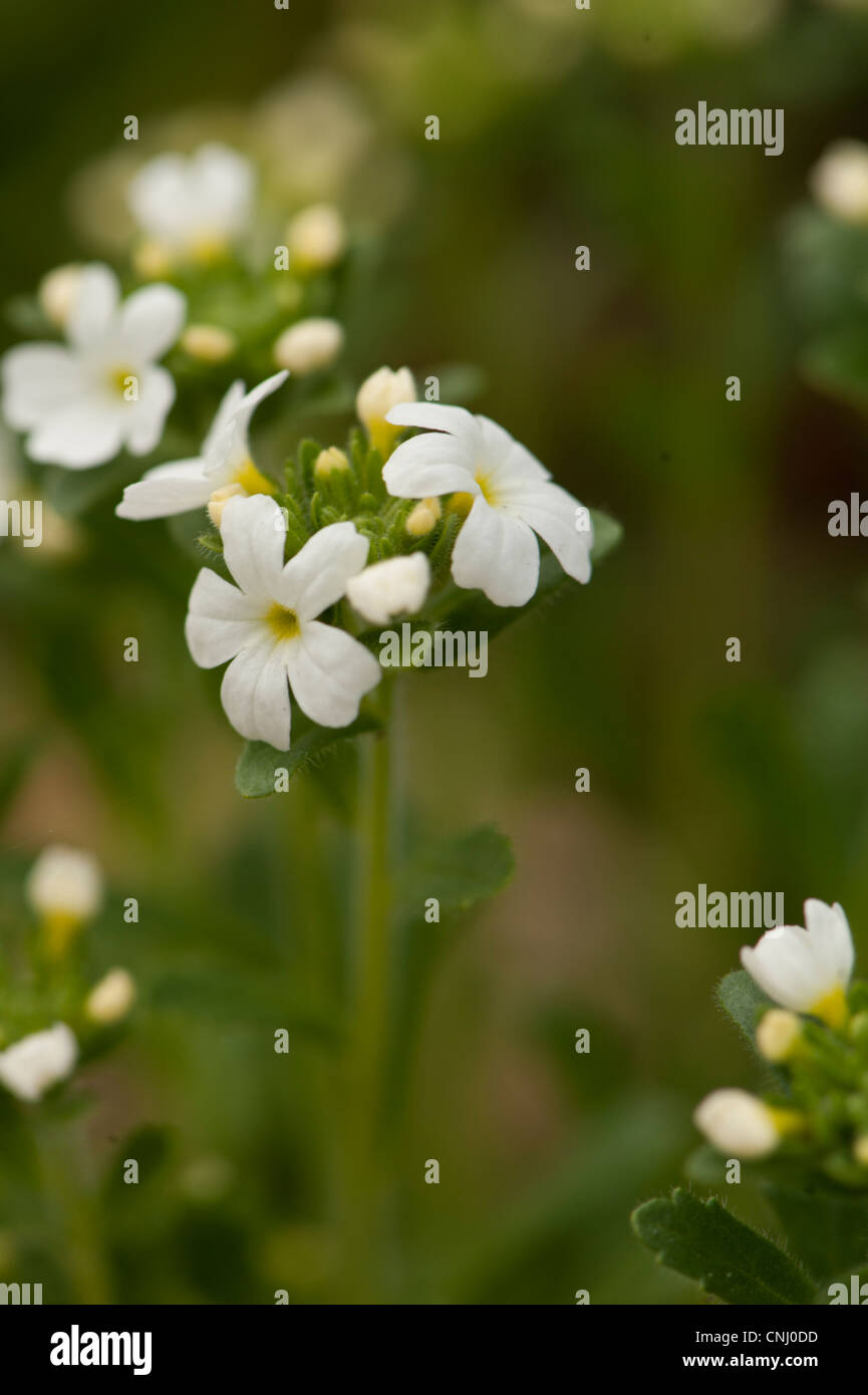 Fairy Foxglove, Starflower or Alpine Balsam, Erinus alpinus var. alba ...
