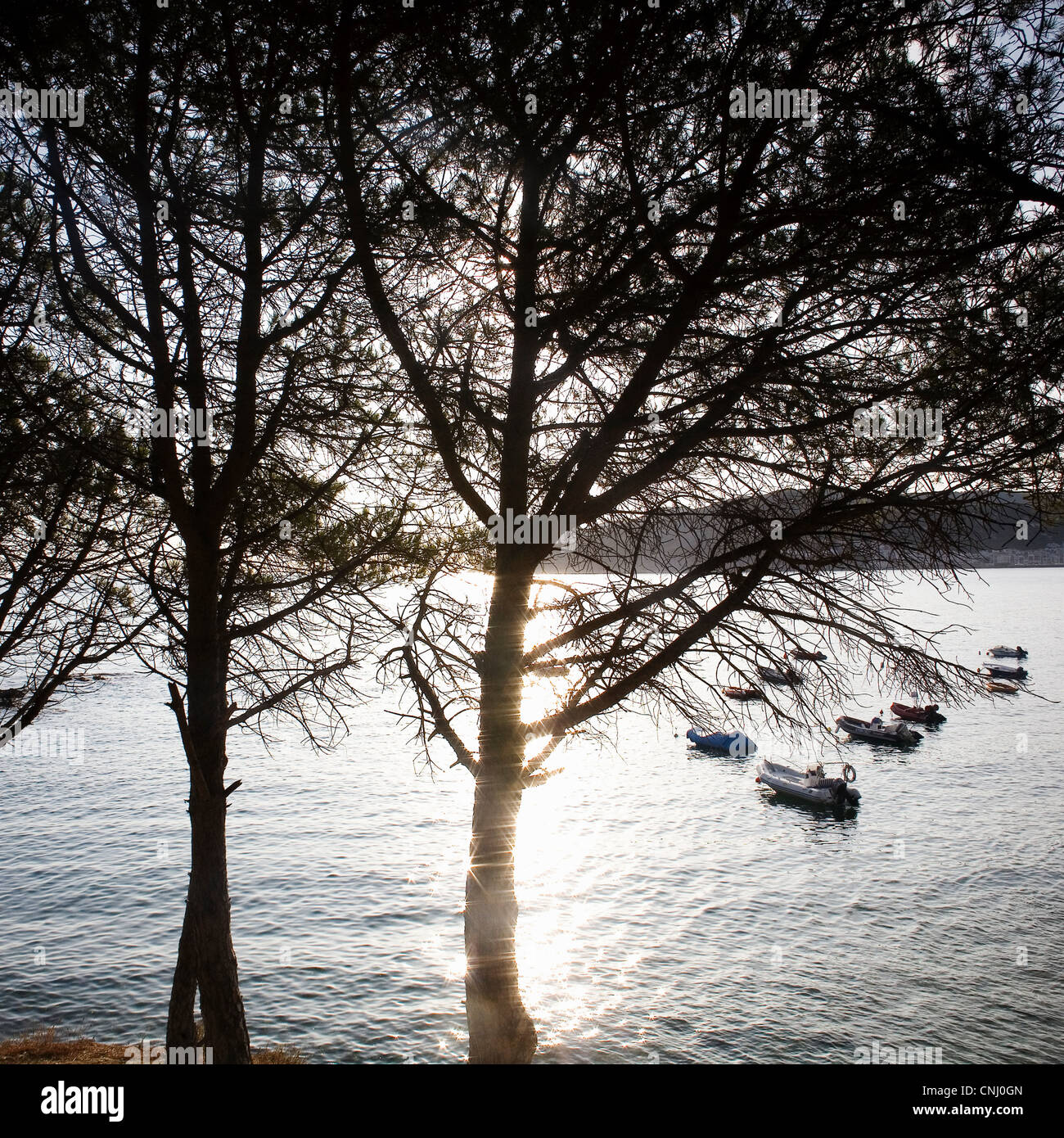 Sea of trees hi-res stock photography and images - Alamy