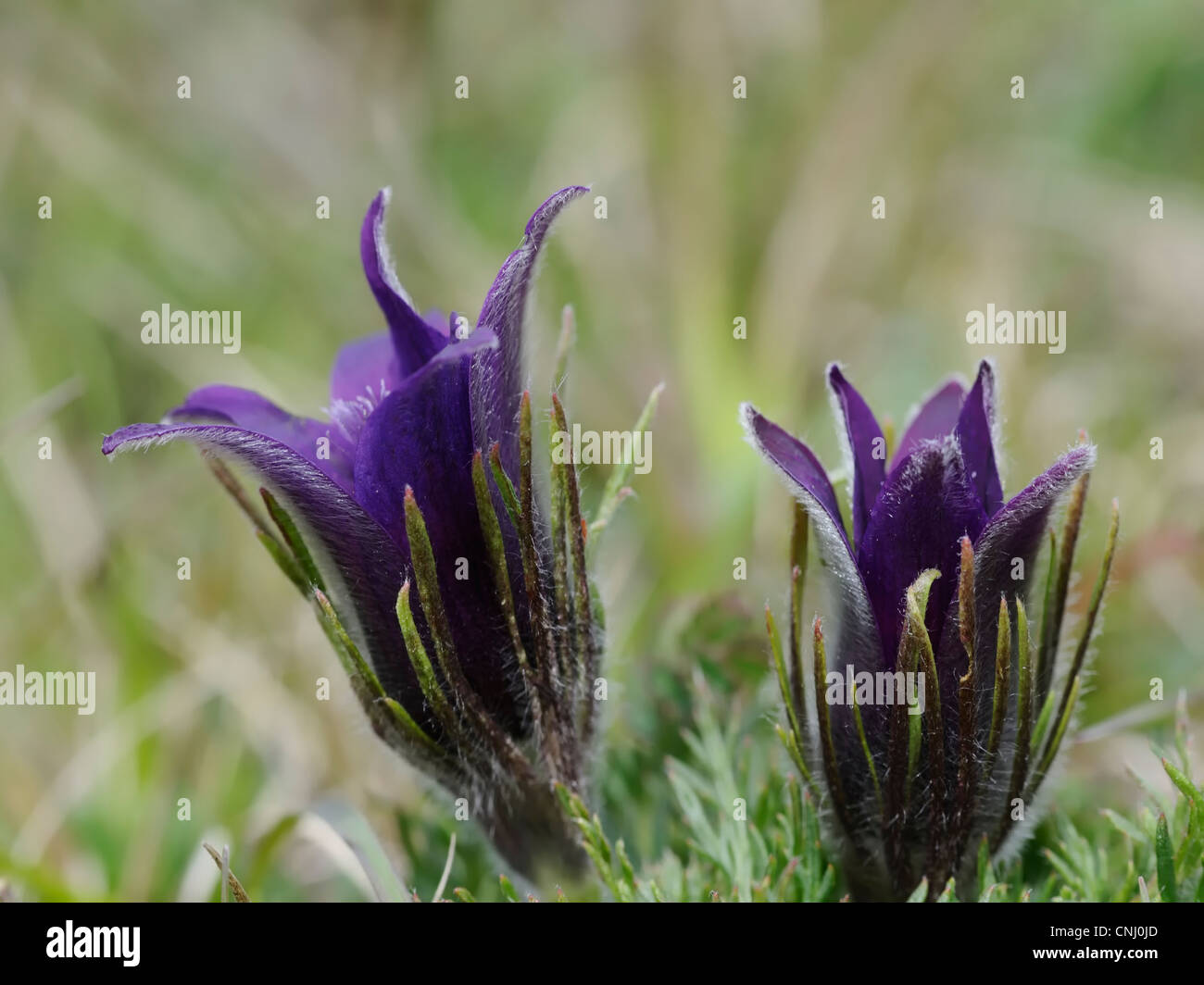 Two Pasque Flowers ( Pulsatilla vulgaris ) growing side by side Stock ...