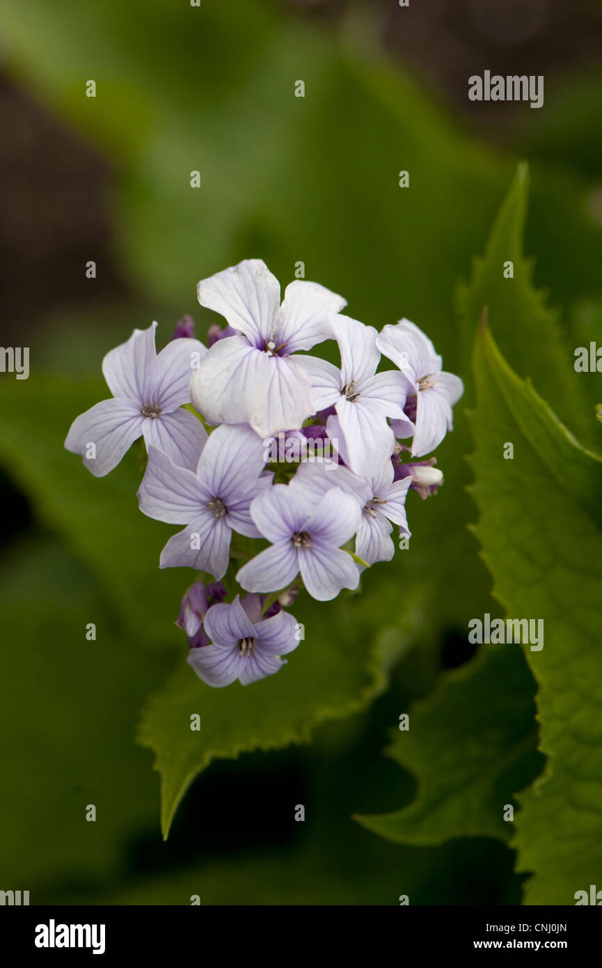 Dame's Violet, Hesperis matronalis, flowering in a hedgerow on ...