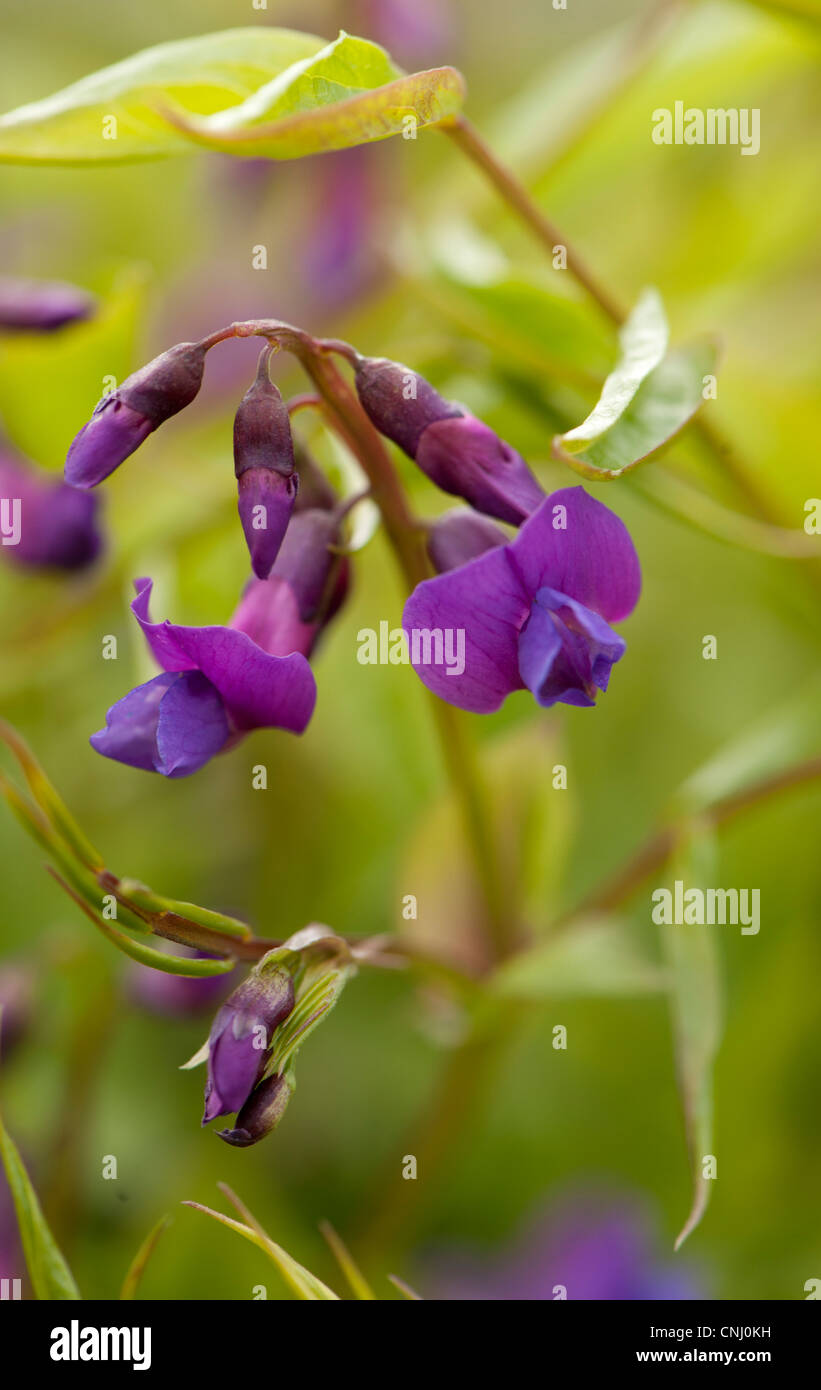 Family papilionaceae hi-res stock photography and images - Alamy