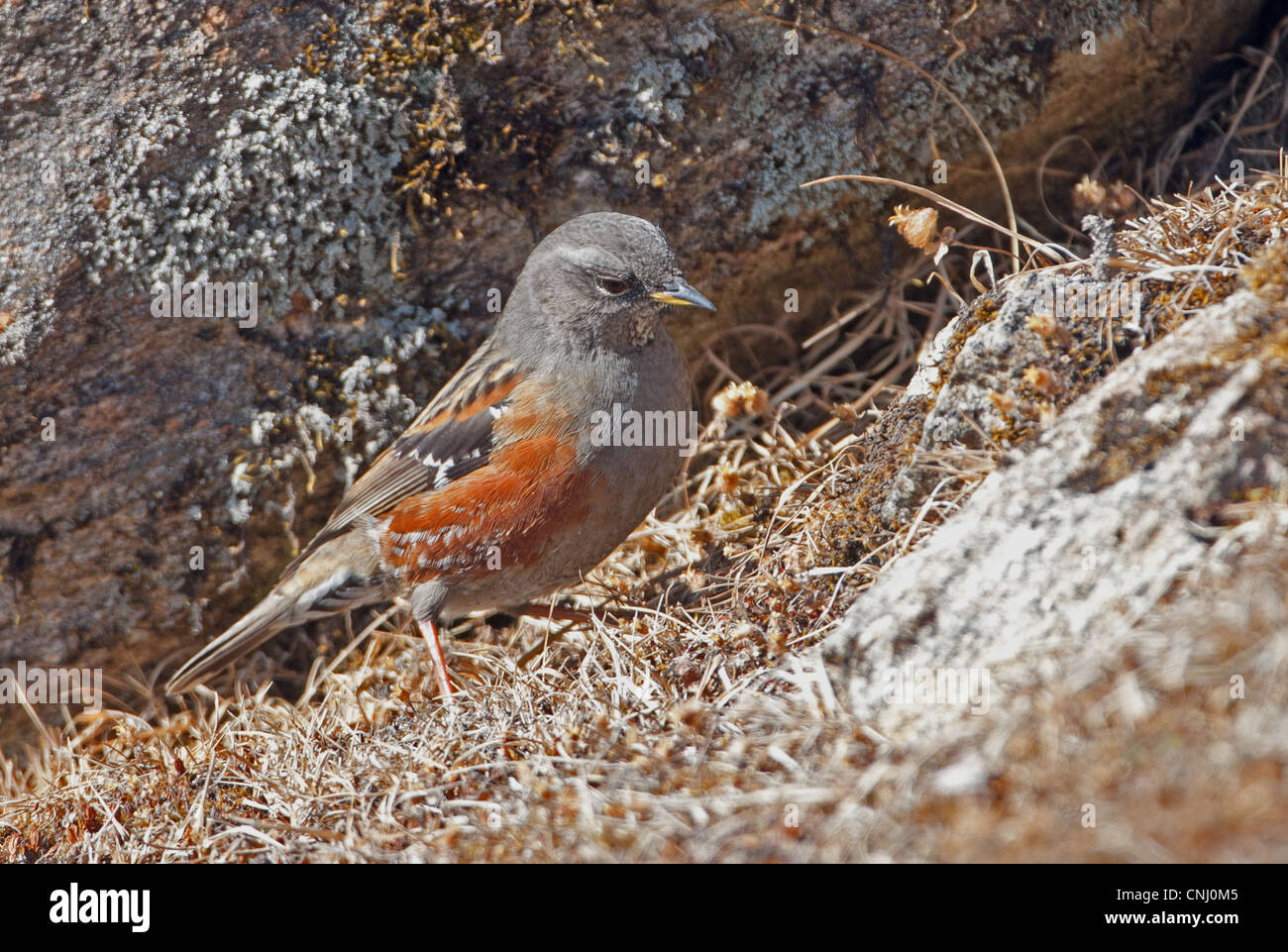 Alpine Accentor (Prunella collaris nipalensis) adult, standing on dry ...