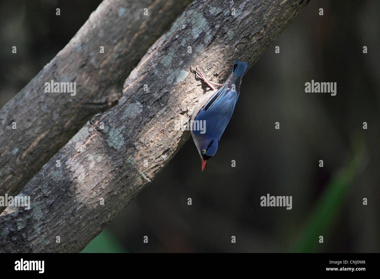 Velvet fronted nuthatches hi-res stock photography and images - Alamy