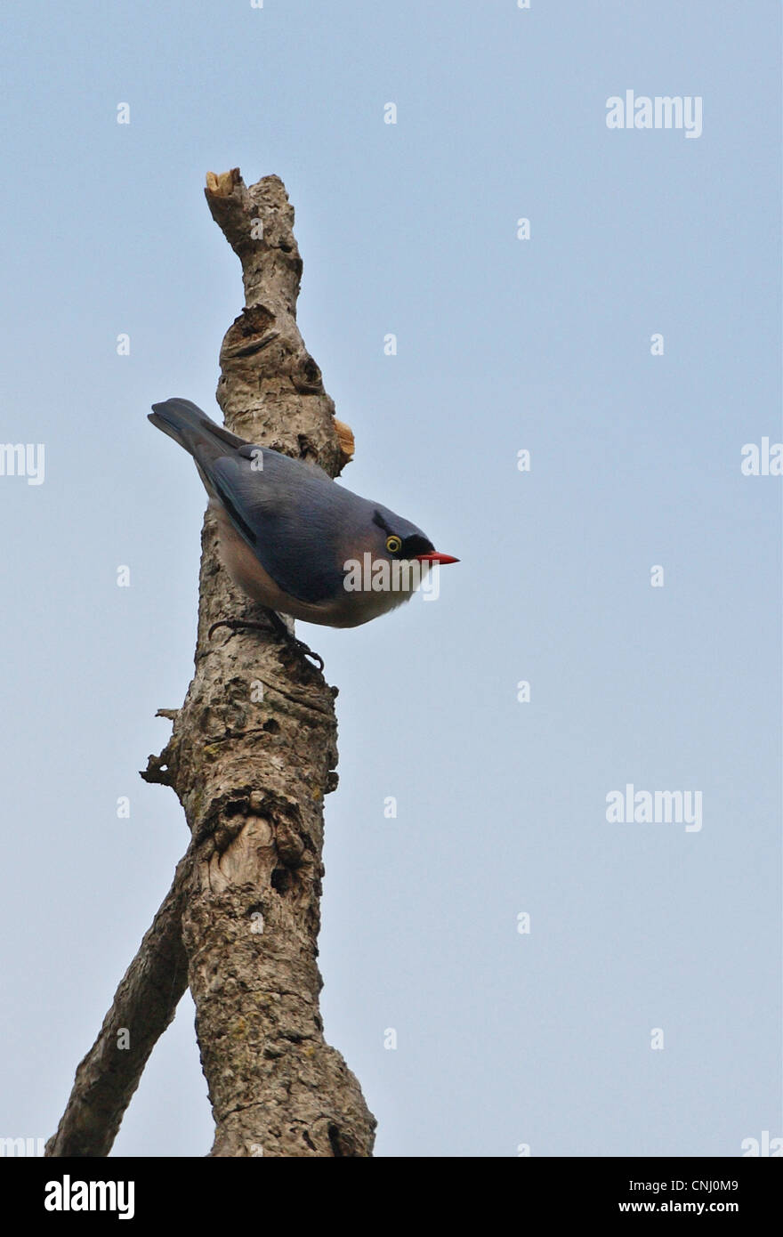Velvet-fronted Nuthatch (Sitta frontalis frontalis) adult, clinging to ...