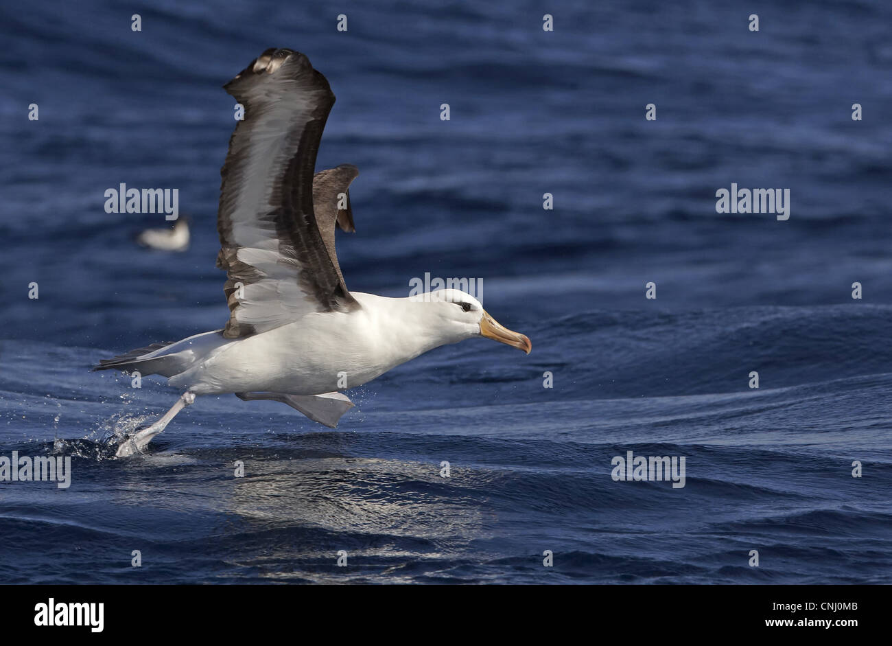 Black-browed Albatross (Thalassarche melanophrys) adult, taking off ...
