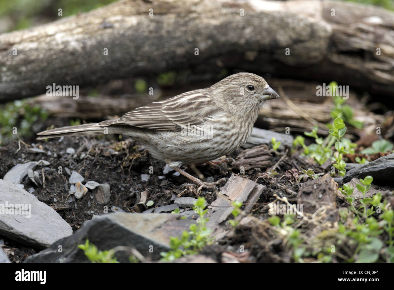 Beautiful Rosefinch (Carpodacus pulcherrimus) adult female, foraging on ...