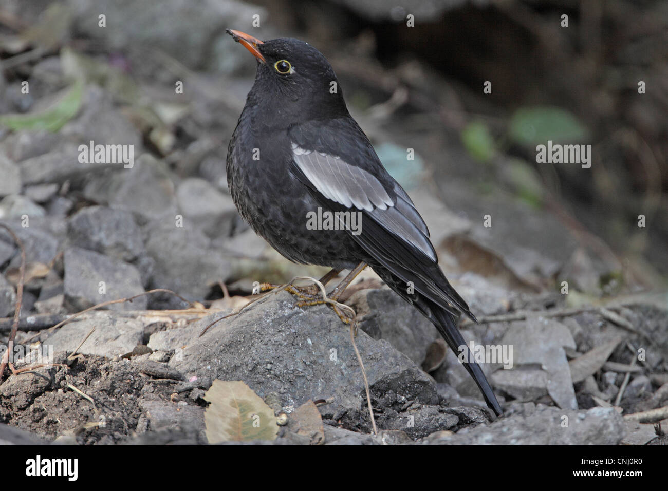 Boulboul hi-res stock photography and images - Alamy
