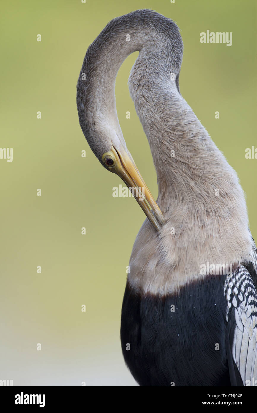 Anhinga (Anhinga anhinga) adult female, preening chest feathers, close ...