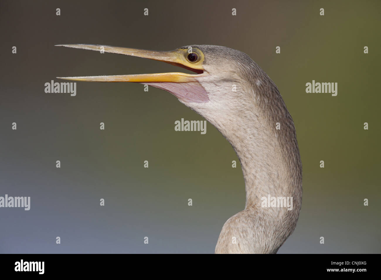 Anhinga (Anhinga anhinga) adult female, with beak open, close-up of ...