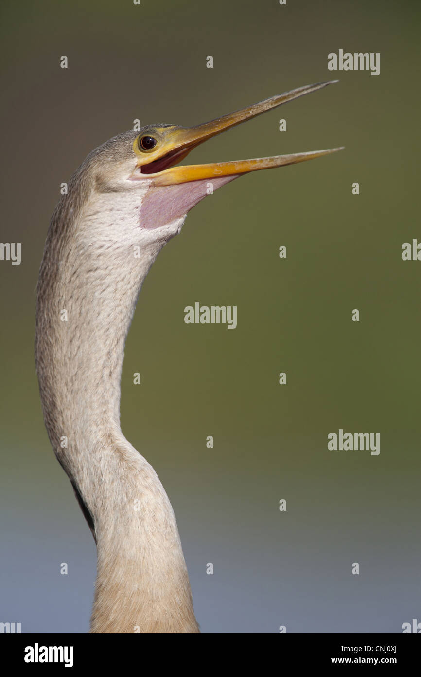 Anhinga (Anhinga anhinga) adult female, with beak open, close-up of ...