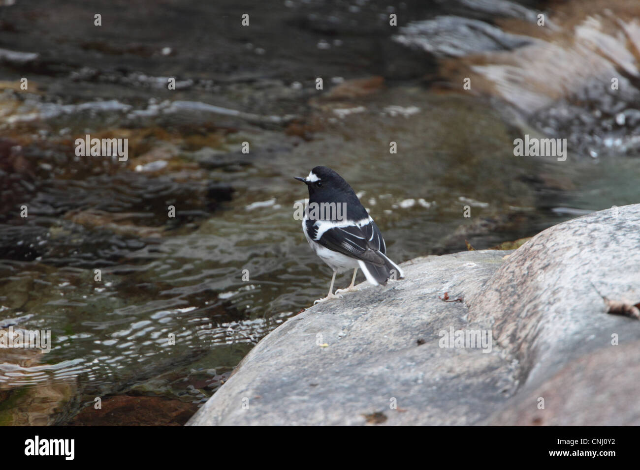 Scouleri hi-res stock photography and images - Alamy