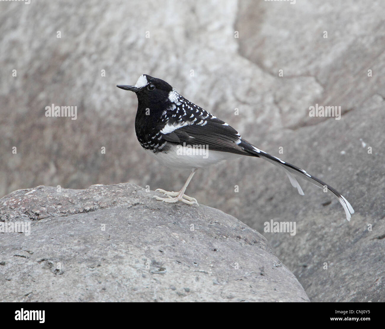 Forktail bird hi-res stock photography and images - Alamy