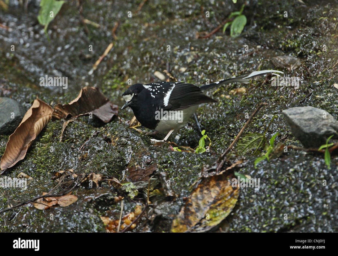 Forktail bird hi-res stock photography and images - Alamy