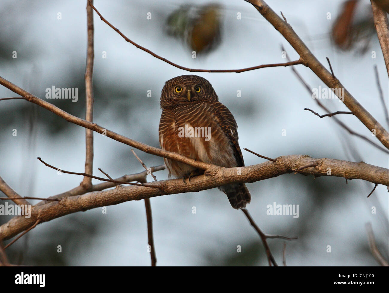 Asian Barred Owlet (Glaucidium cuculoides bruegeli) adult, perched on ...
