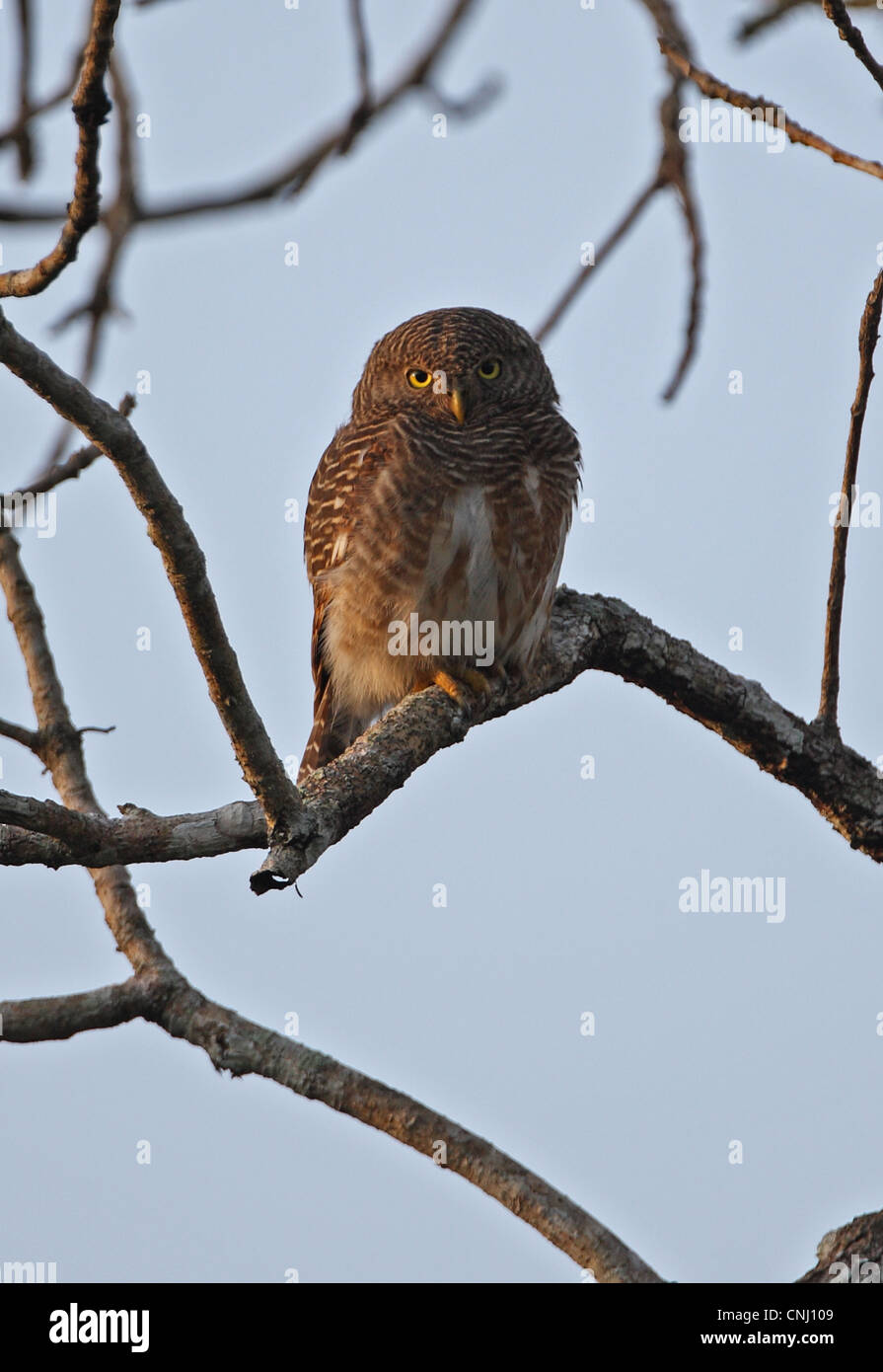 Asian Barred Owlet (Glaucidium cuculoides bruegeli) adult, perched on ...