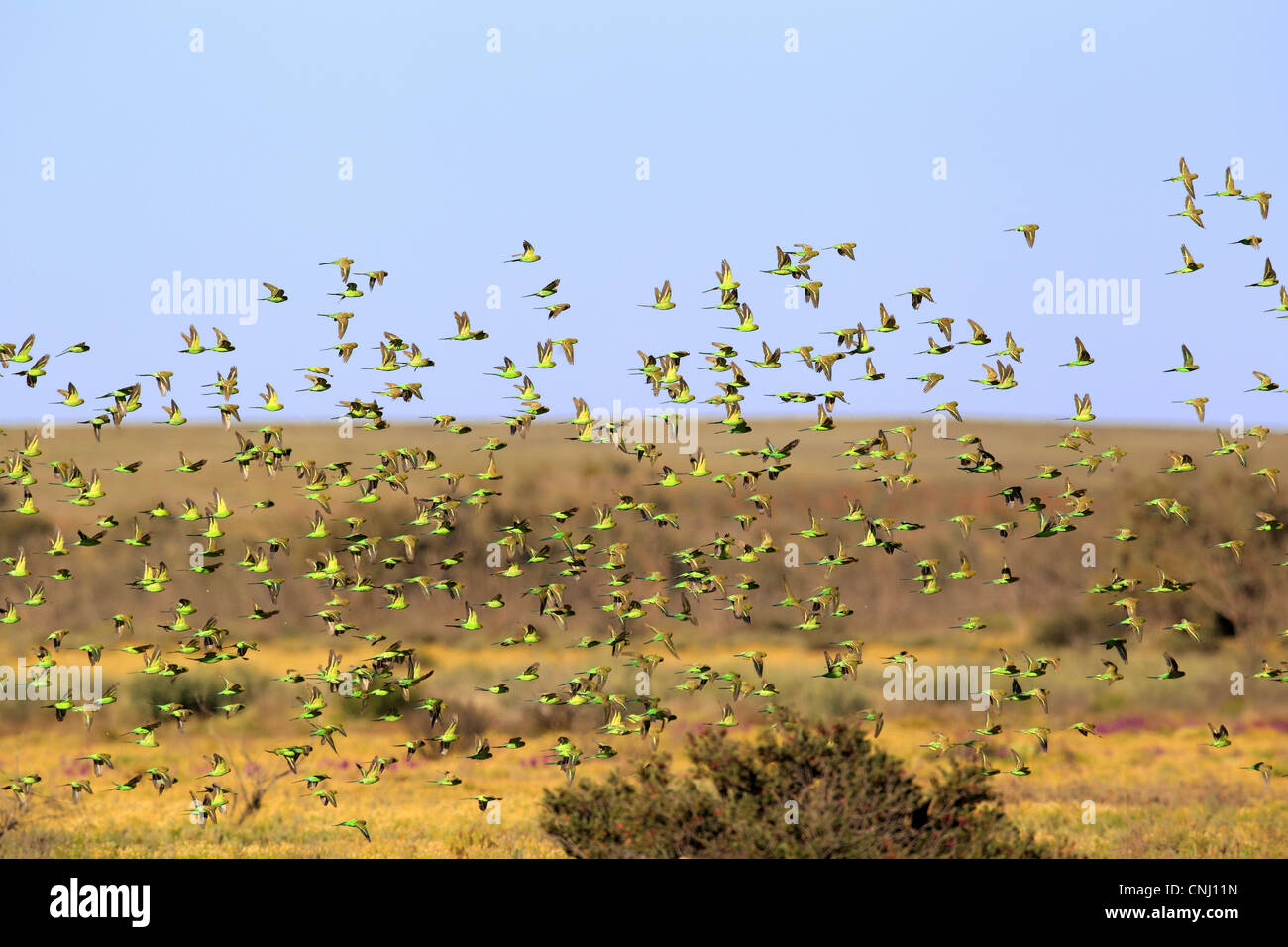 Budgerigars in flight hi-res stock photography and images - Alamy