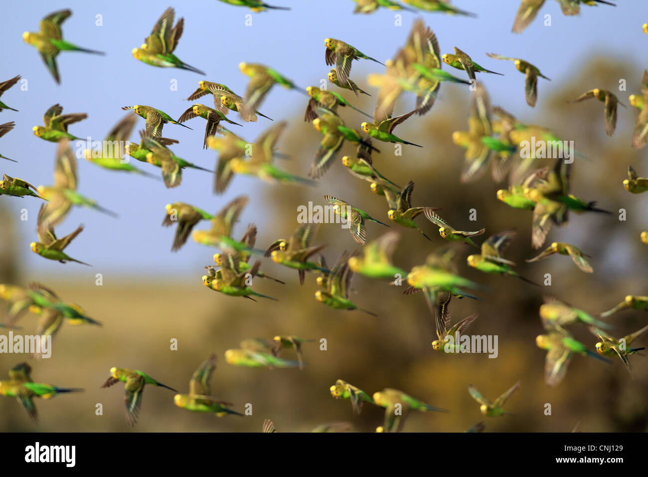 Budgerigar Flock High Resolution Stock Photography and Images - Alamy